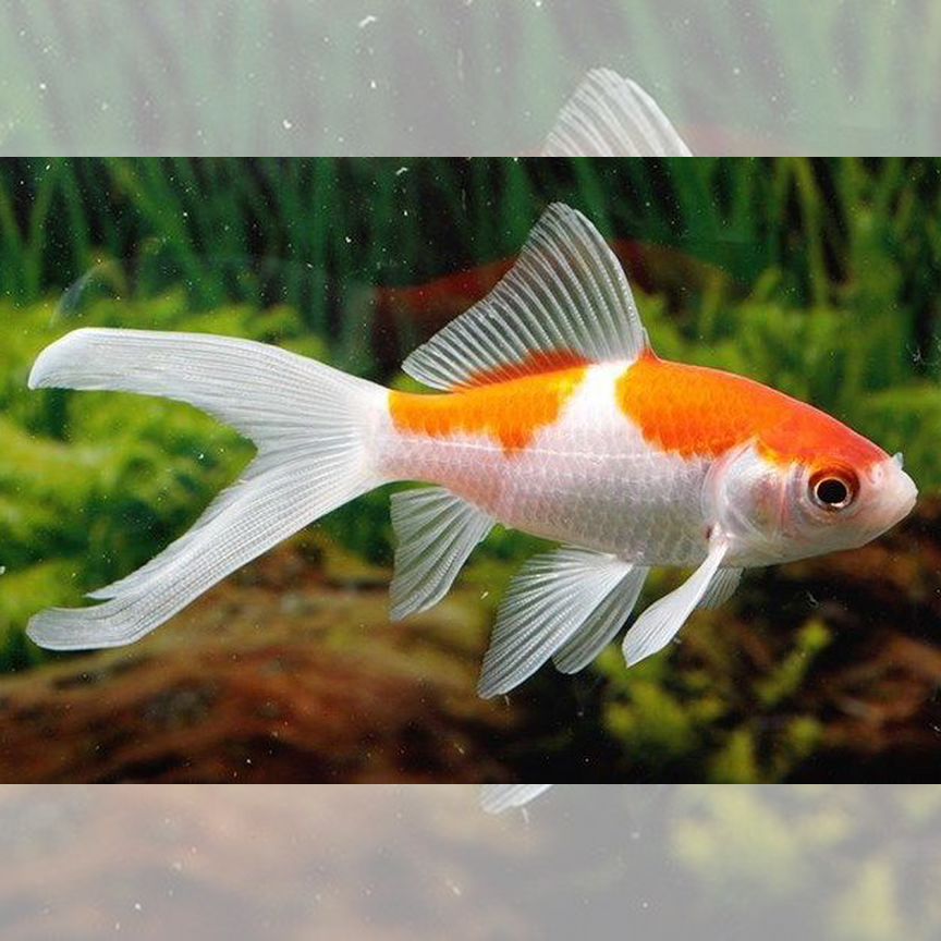 Мальки Кометы