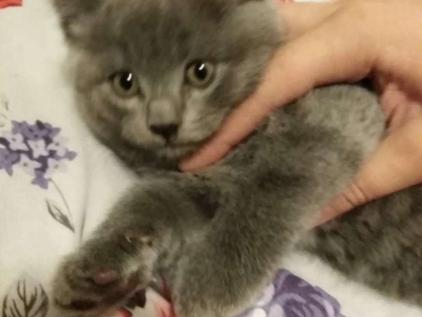 Вислоухие котята