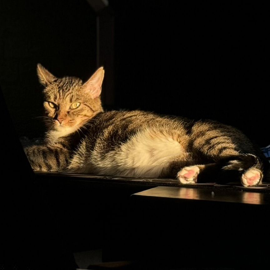 Взрослая, Девочка кошка в добрые руки