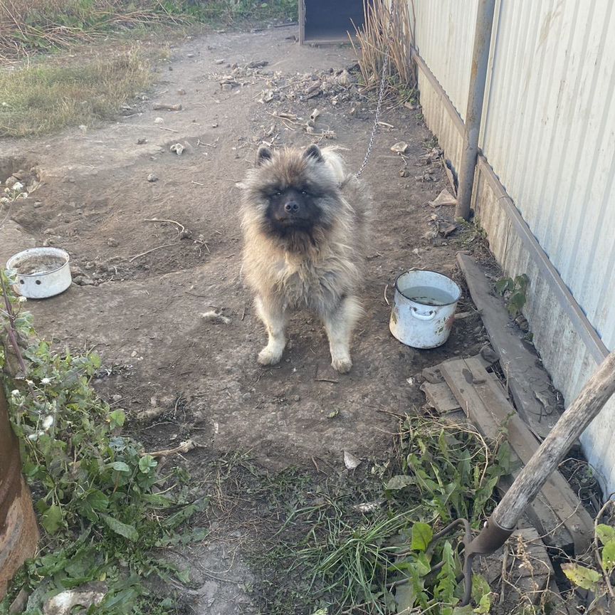 Отдам в хорошие руки собаку порды шпиц вольф