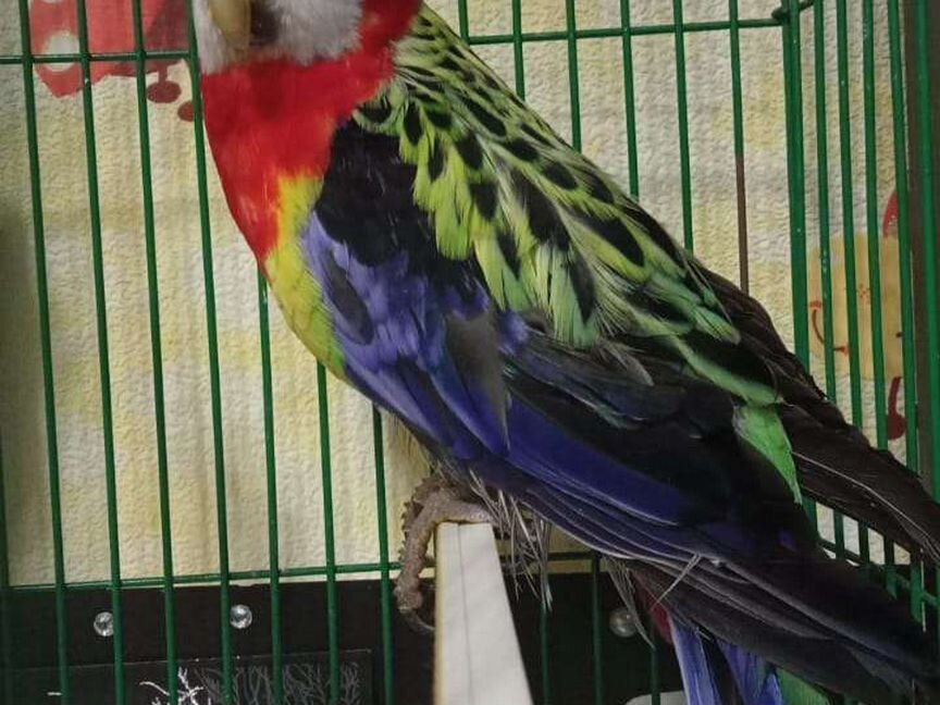 Попугай розелла