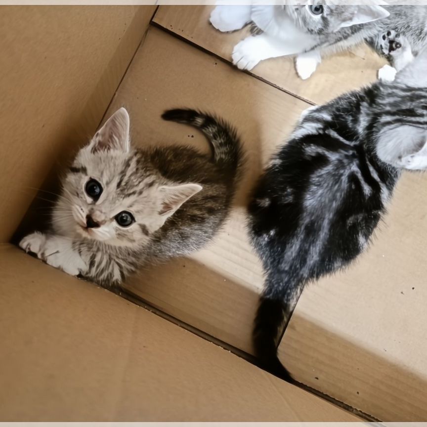 Британский длинношёрстный котёнок