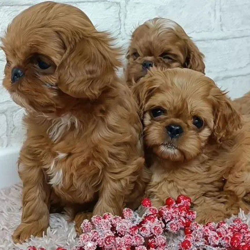 Мальтипу, щенок