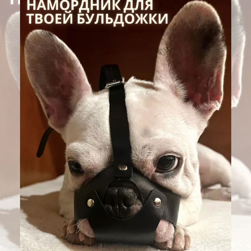 Намордник для французского бульдога