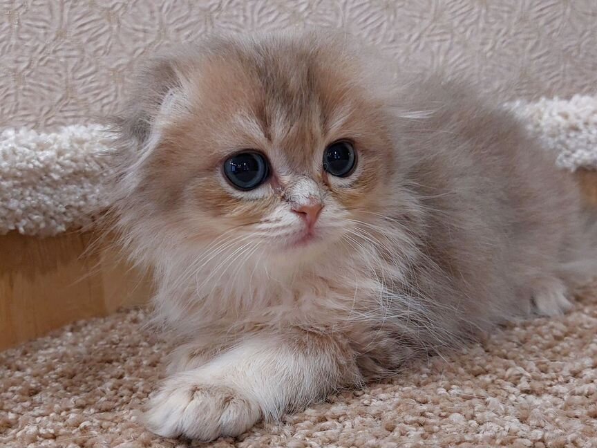 Шотландский вислоухий мальчик
