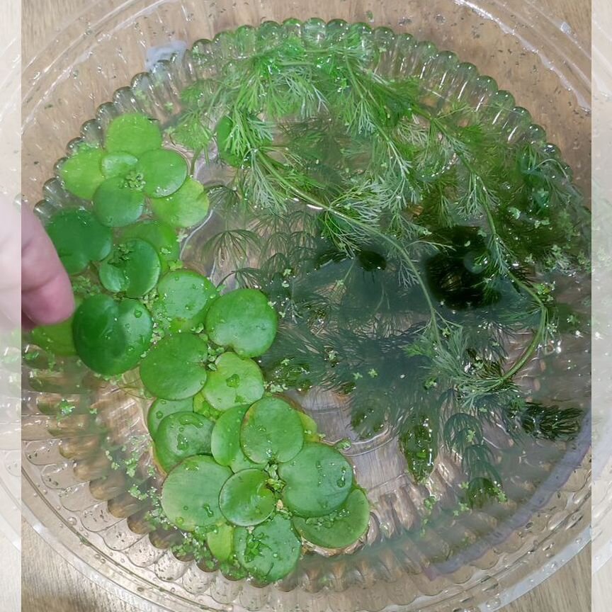 Аквариумные растения, прополка