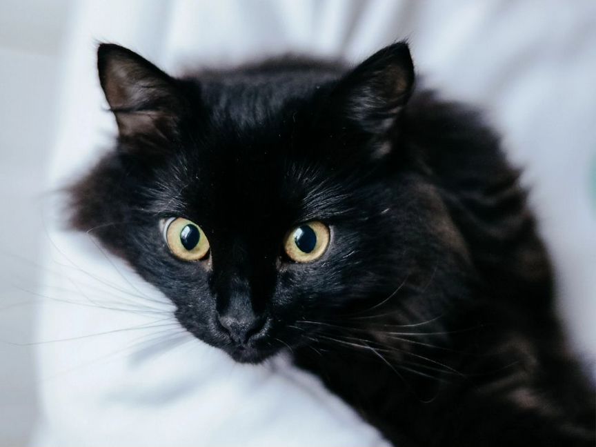 Кот Баффи ищет дом