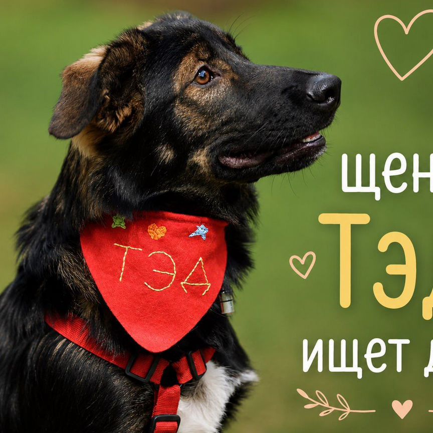Щенок в добрые руки