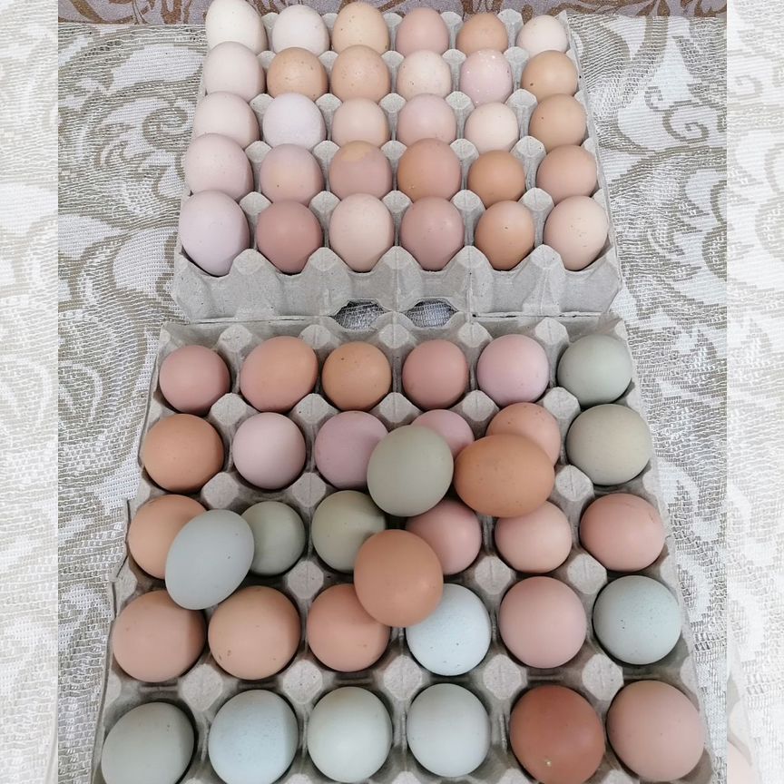 Инкубационное яйцо