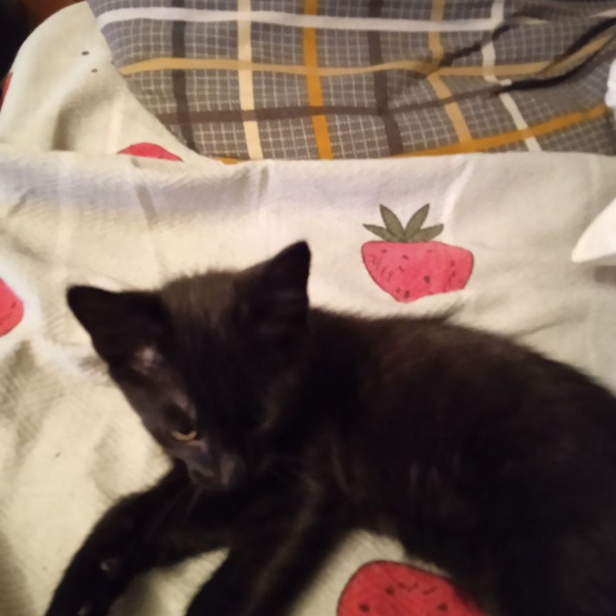 Котенок мальчик 2 месяца