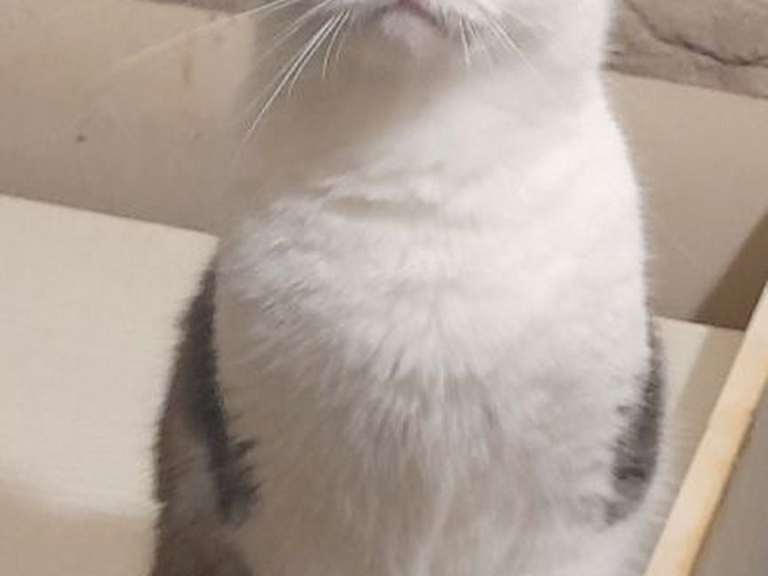 Котик ищет дом