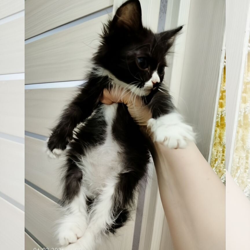 Котёнок в добрые руки