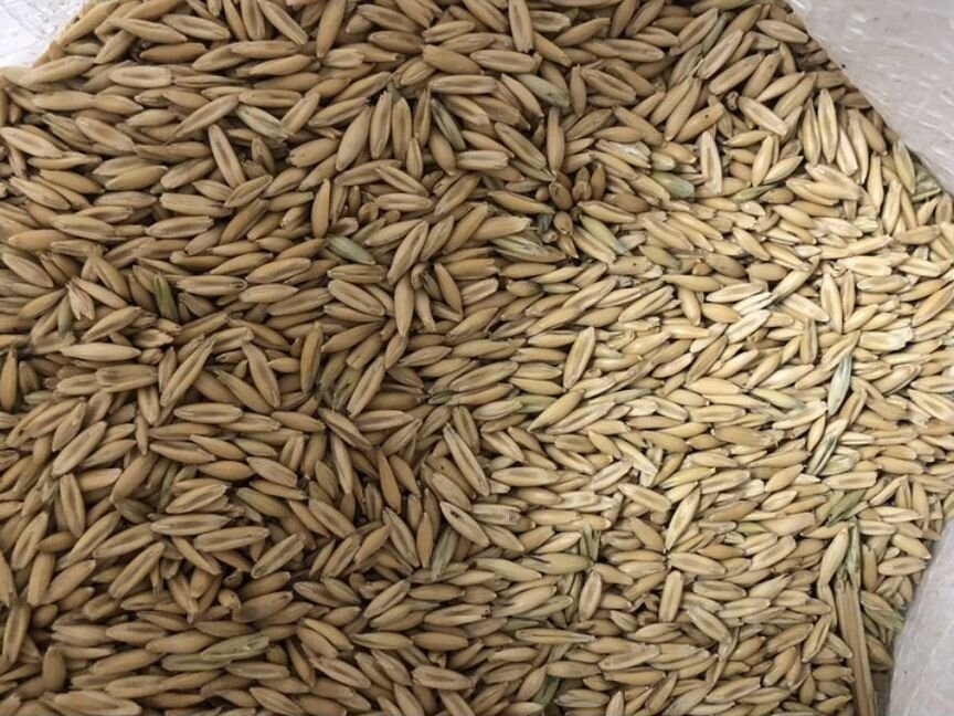 Овес семена в оболочке 5 кг