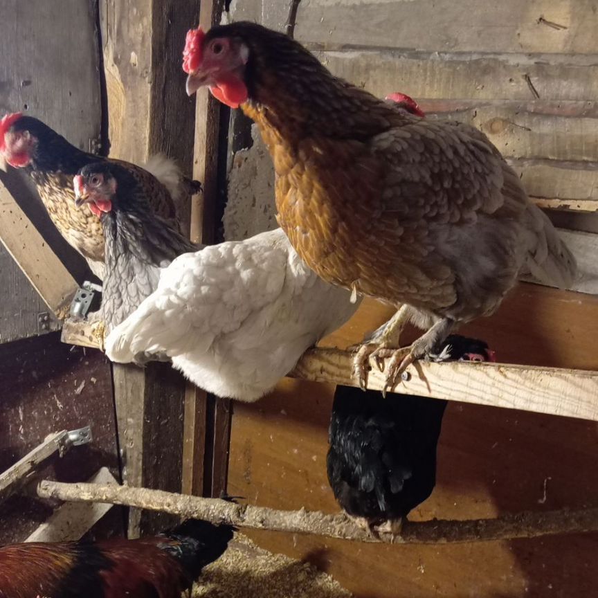 Куры деревенские