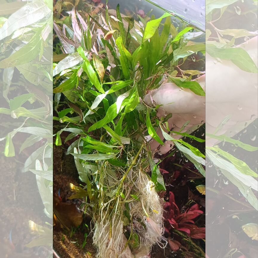 Аквариумная прополка