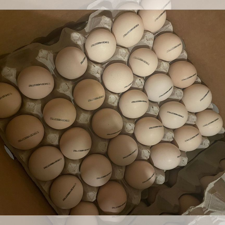 Инкубационное яйцо бройлера