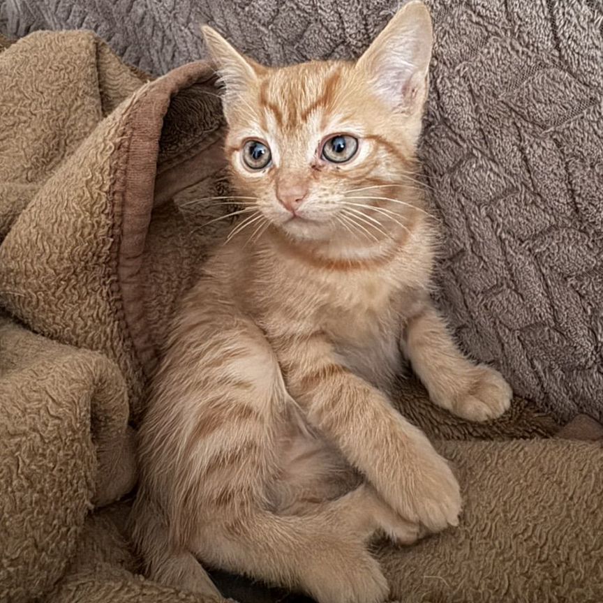 Рыжий котенок в добрые руки
