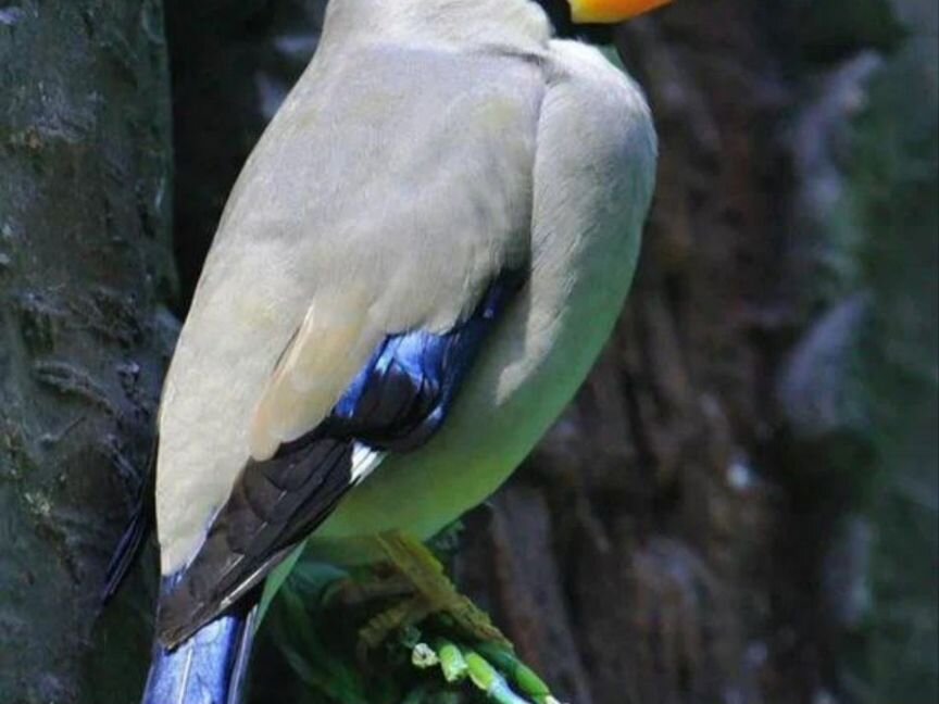 Большой черноголовый дубонос