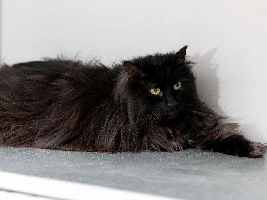 Огромный черный кот в добрые руки