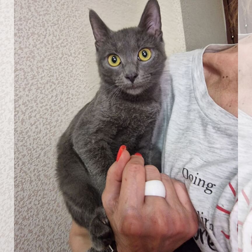 Котенок фенотип русской голубой бесплатно