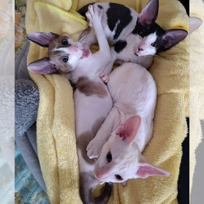 Корниш-рекс котёнок