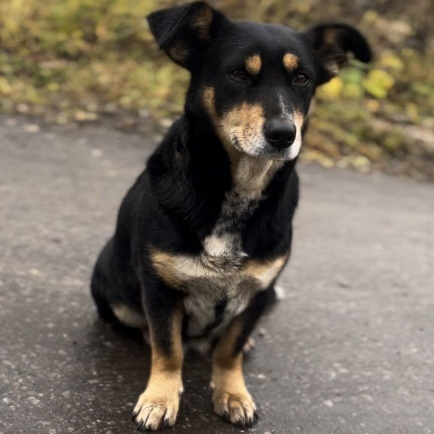 Взрослая собака в добрые руки