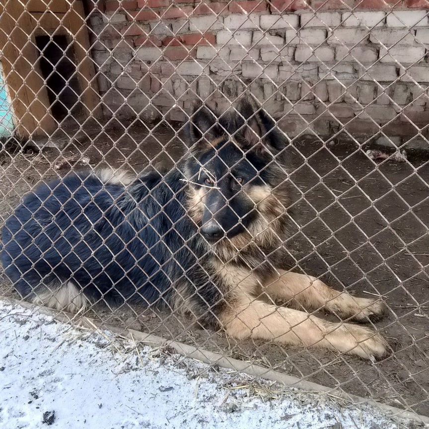 Немецкая овчарка