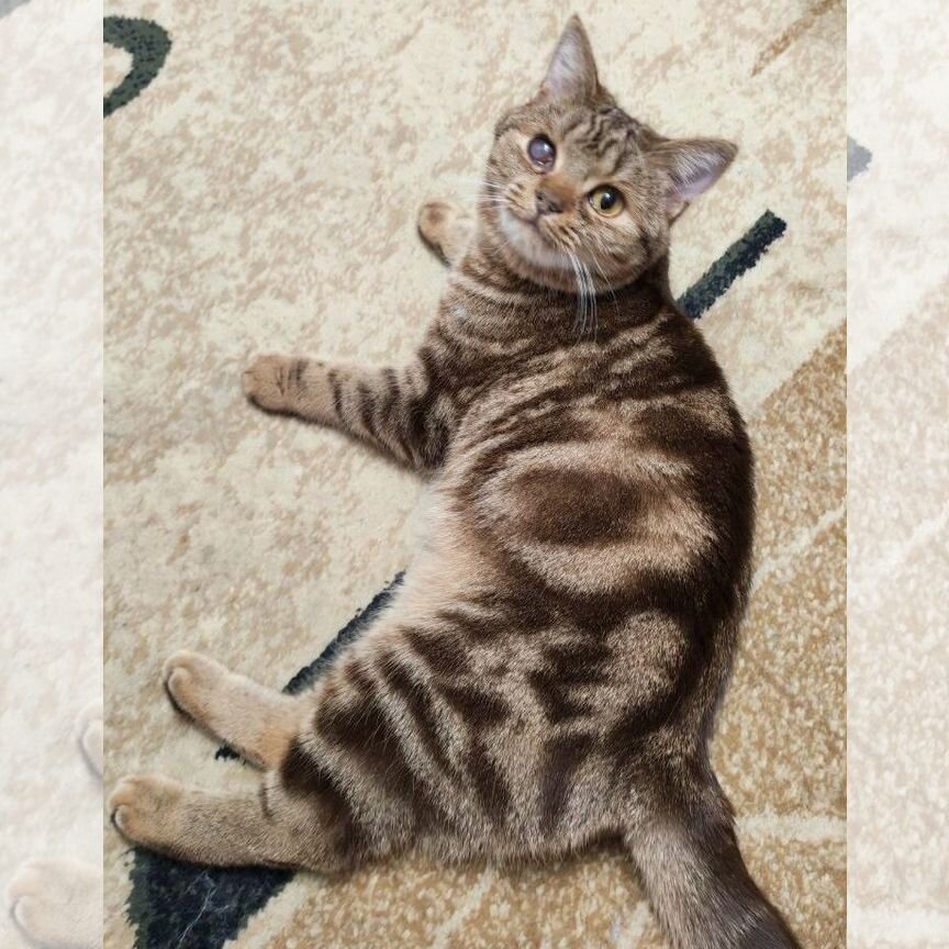 Шотландская прямоухая короткошёрстная, взрослая кошка