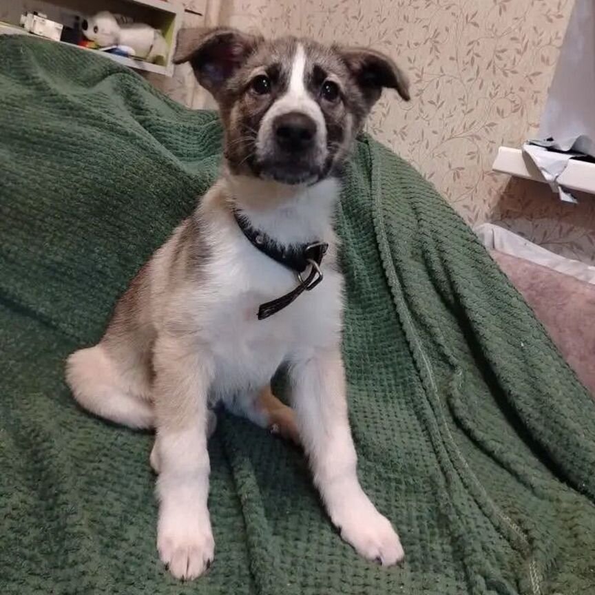 Щенок в добрые руки