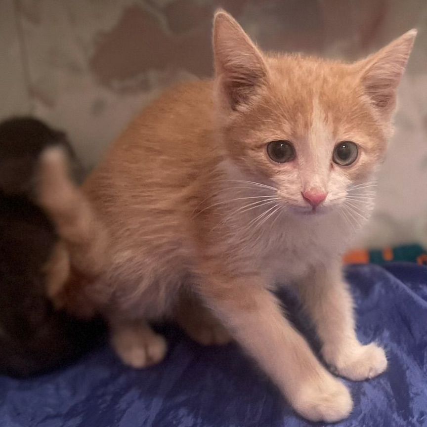 Котенок