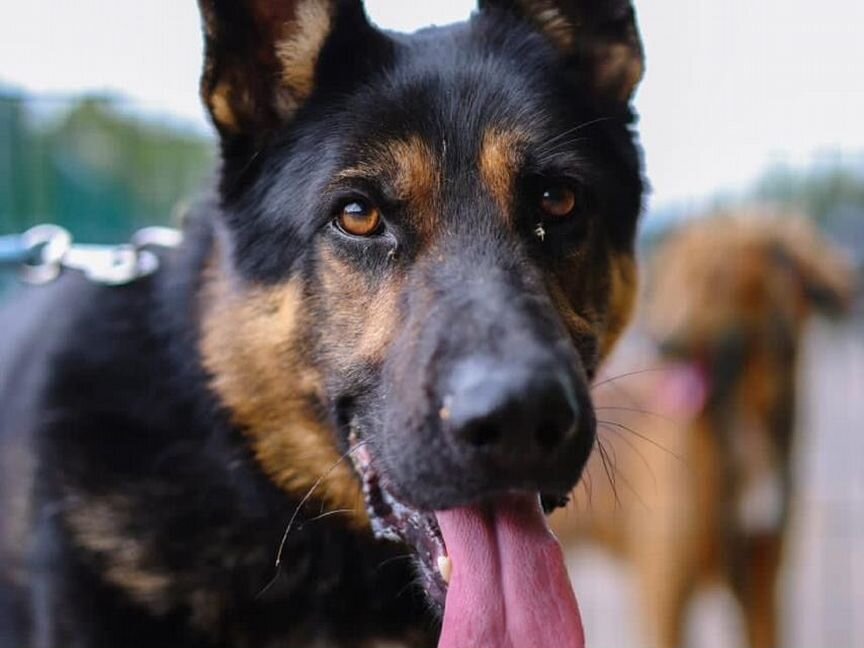 Красавец Покер в добрые руки
