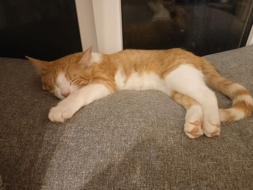 Отдам котика подростка в добрые руки