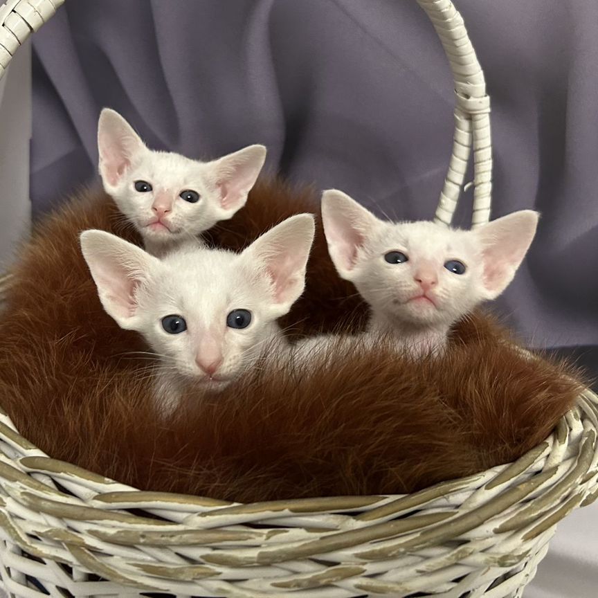 Ориентальный котёнок