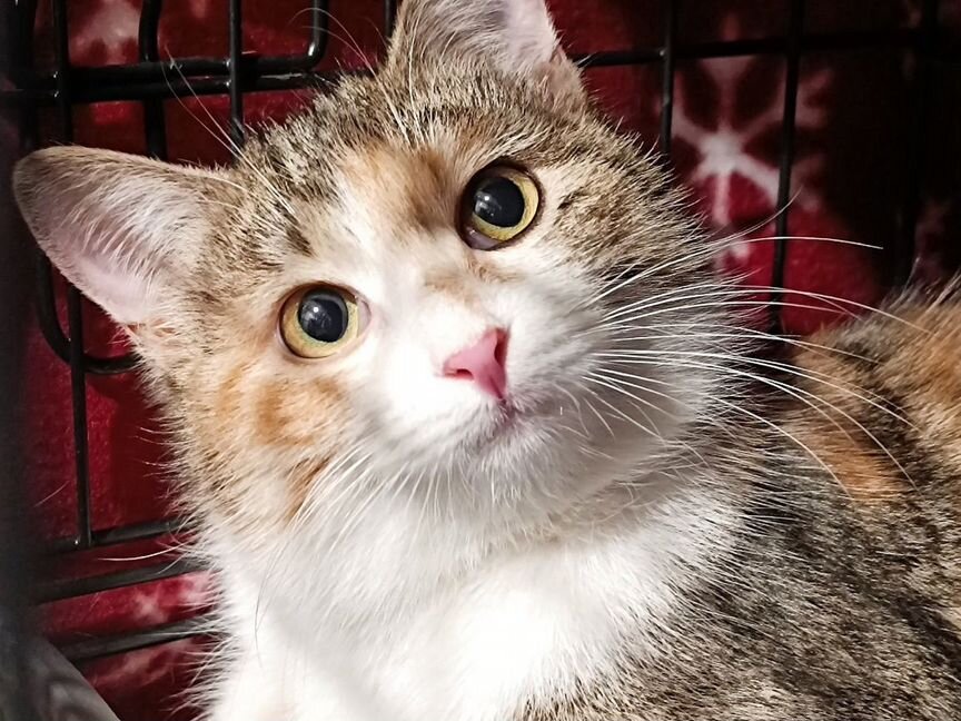 Прекрасная молодая кошечка ищет дом