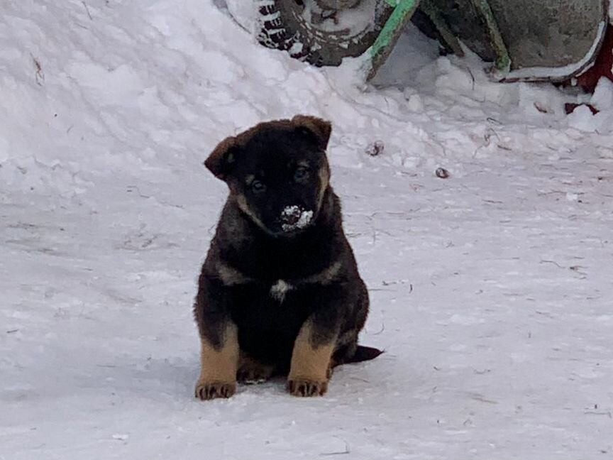 Щенки, овчарка, собаки