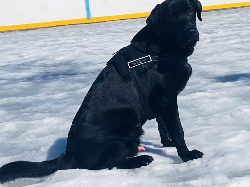 Щенки лабрадора