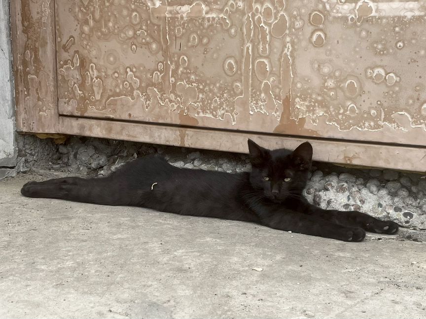 Котенок черная пантера