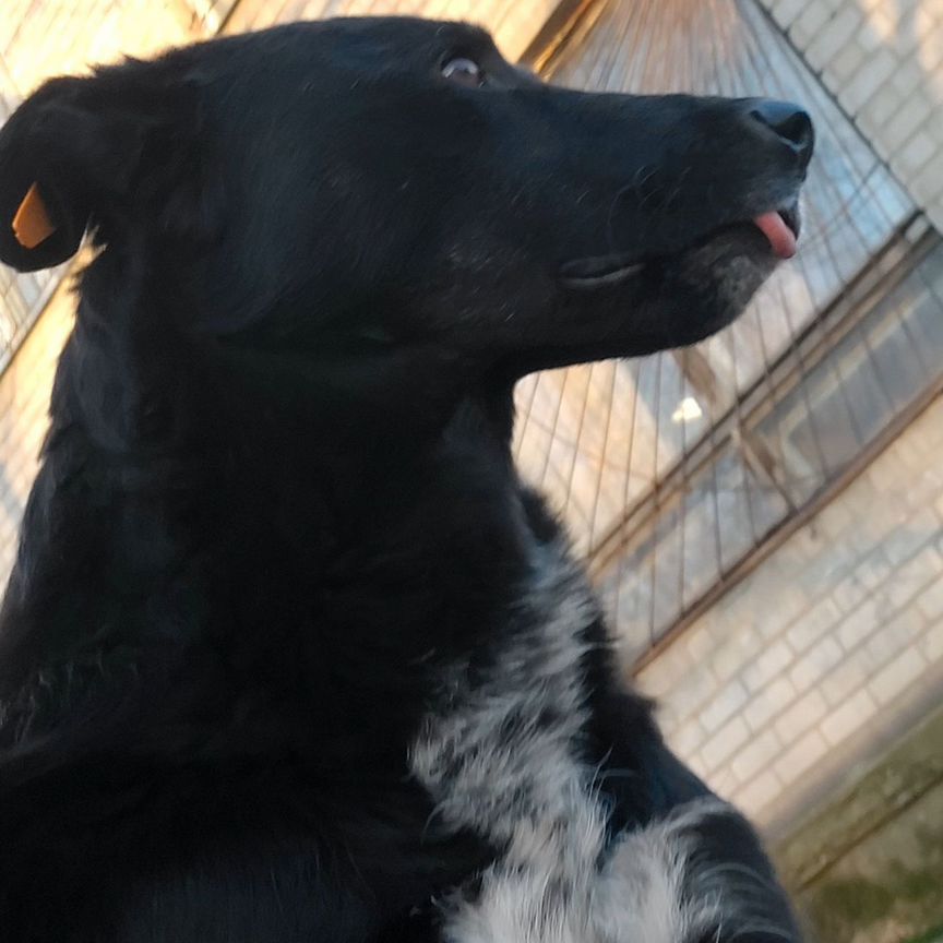 Взрослая собака в добрые руки