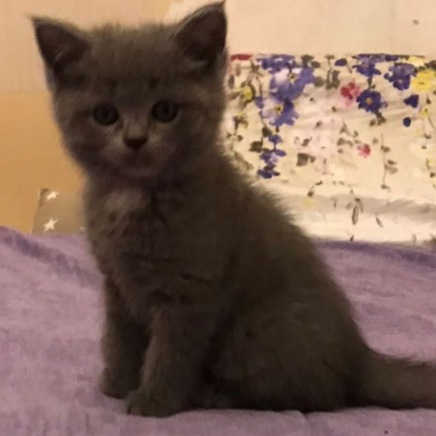 Котята русская голубая
