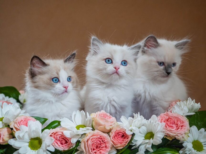 Котята рэгдолл американская порода