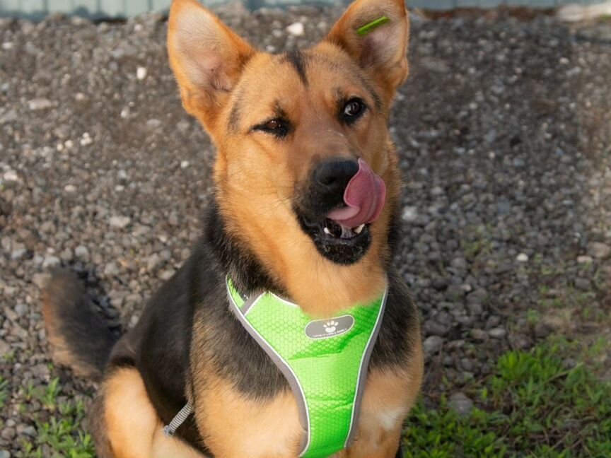 Собака-улыбака Рокси