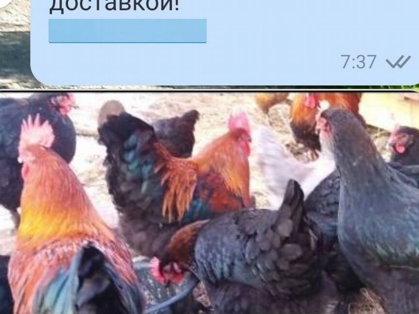 Яйцо и цыплята Маран Ч. М