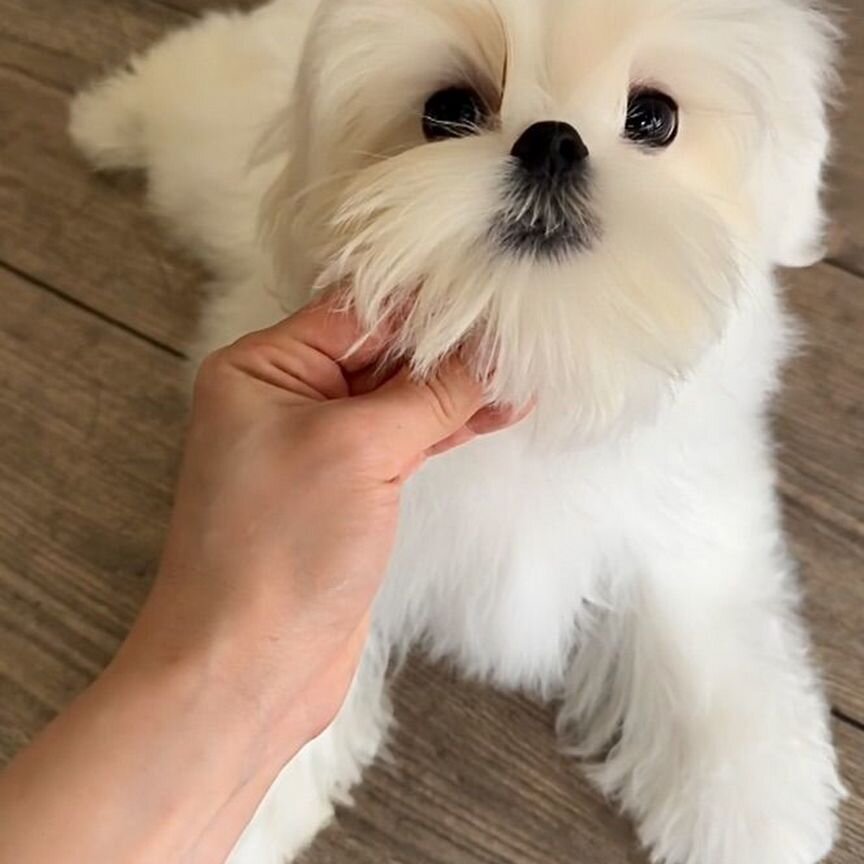 Мальтезе корея