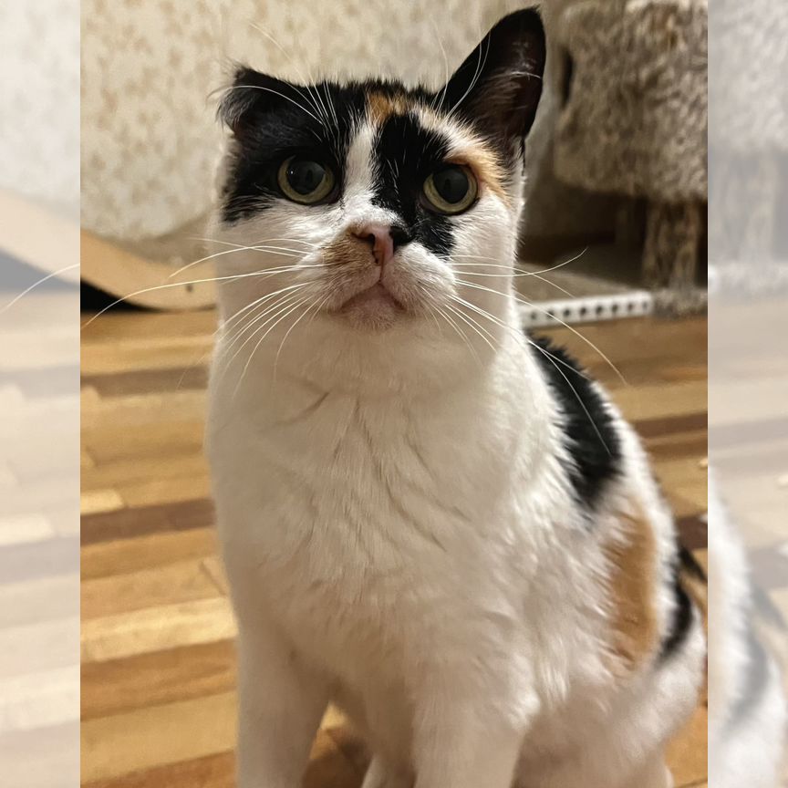 Взрослая, кошка в добрые руки