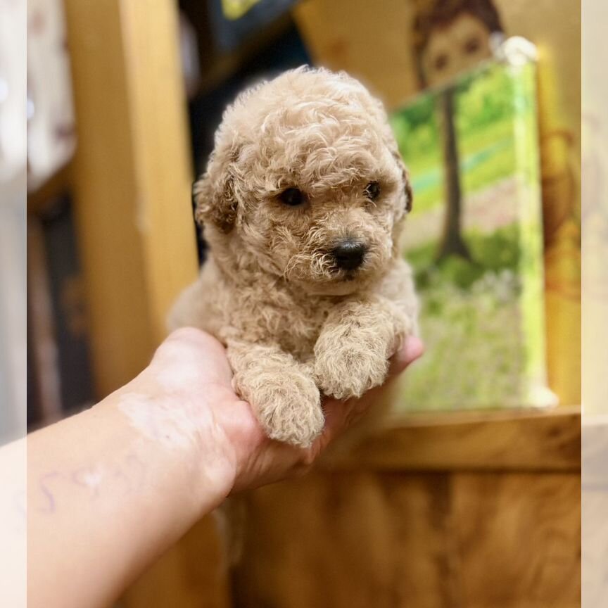 Мальтипу, щенок