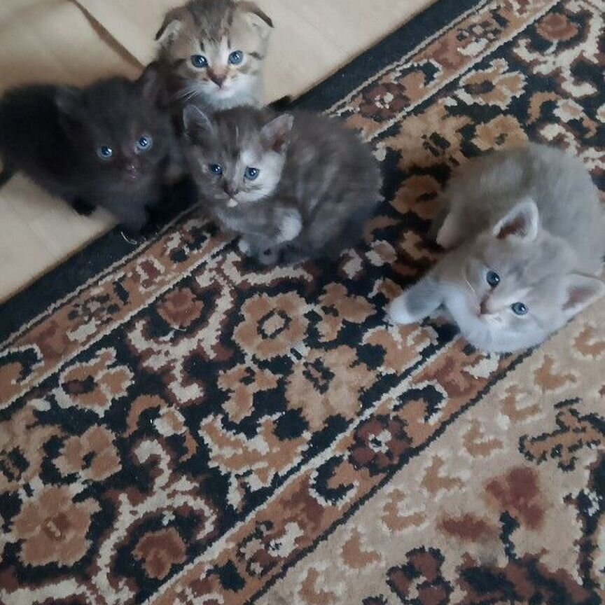 Котята в добрые руки