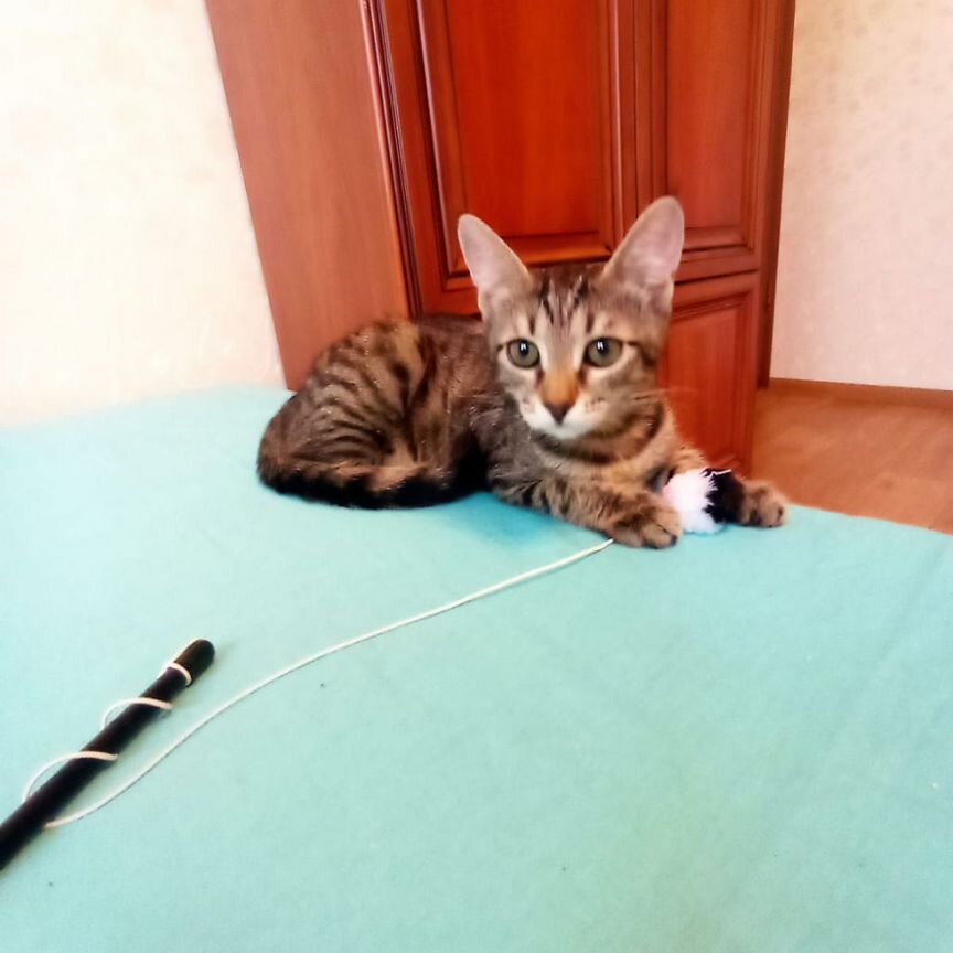 Котёнок Глаша