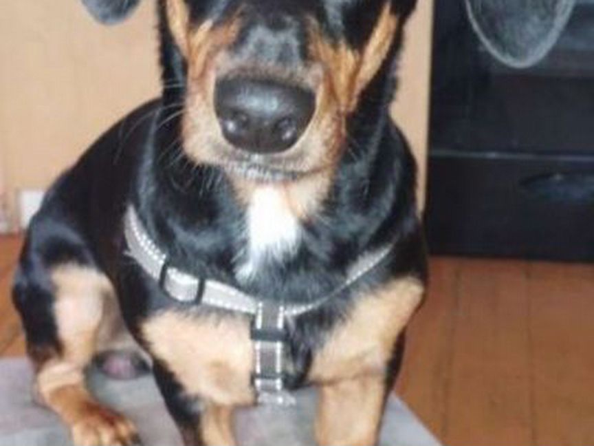 Собака в добрые руки