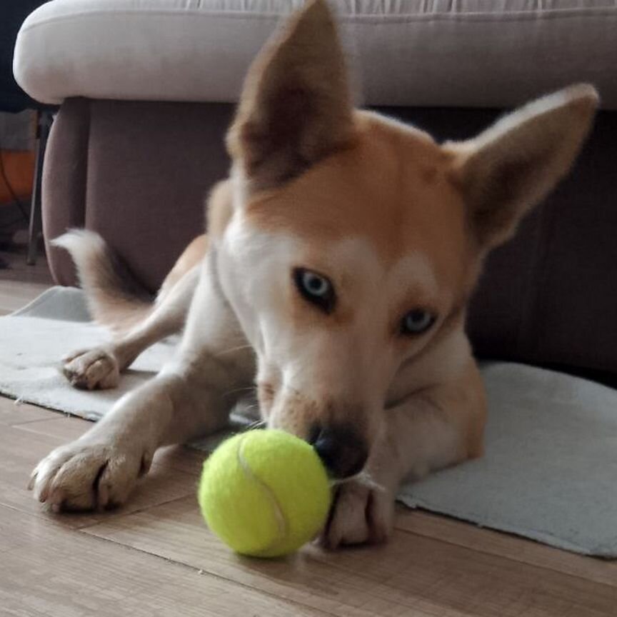 Сибирский хаски, взрослая собака