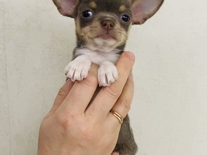 Девочка чихуахуа